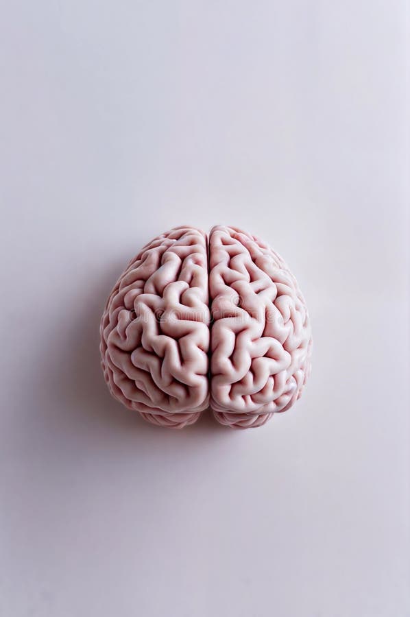 Top View Human Brain on Light Background Stock Illustration ...
