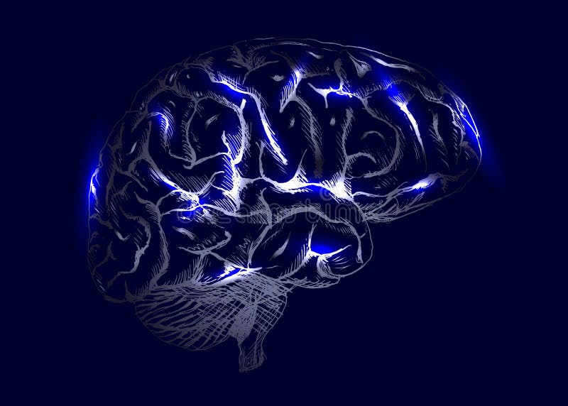 Human brain stock vector. Illustration of neurology, brain - 52685996