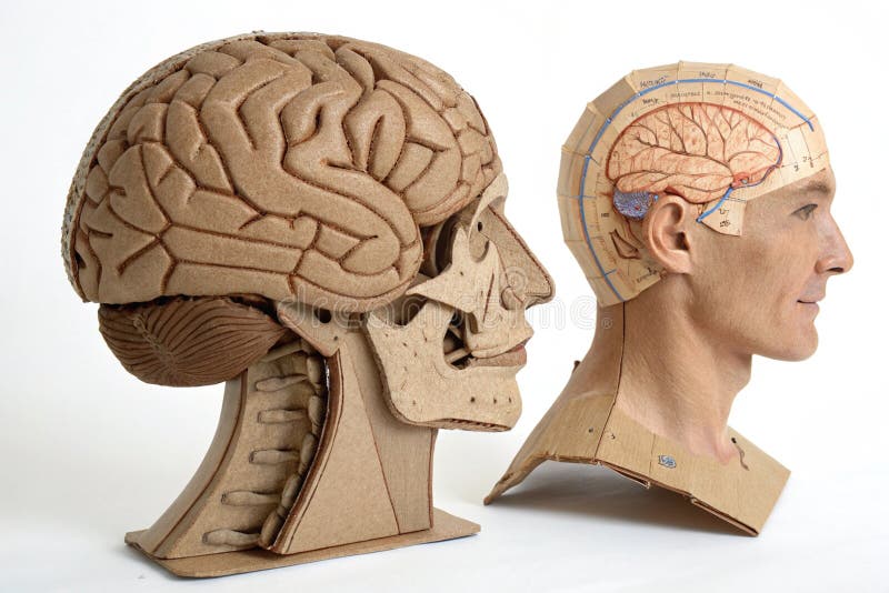 Human Brain Made from Cardboard. Human Head Model Made from Cardboard ...