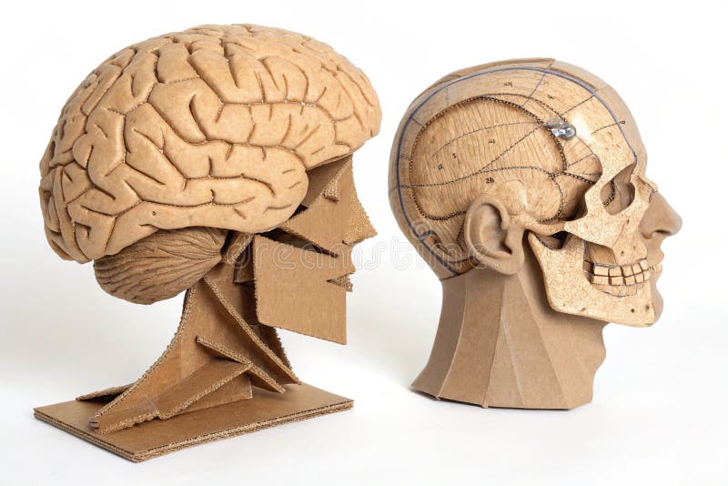 Human Brain Made from Cardboard. Human Head Model Made from Cardboard ...