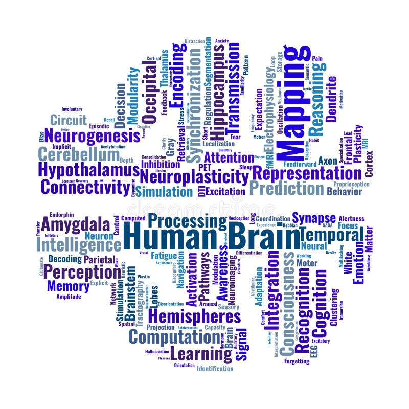 Human Brain Mapping Word Cloud. Key Concepts in Neural Connectivity and ...