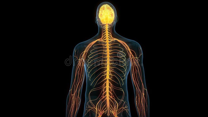 Human Brain Neural Network Cerebral Cortex Stock Video - Video of ...