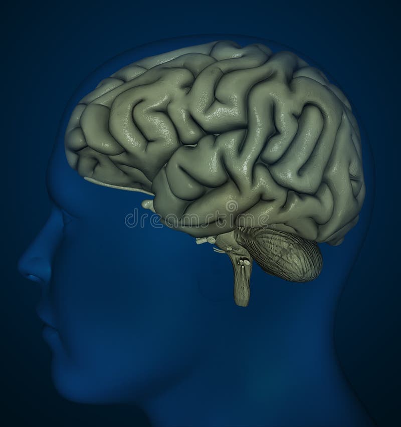 Human brain stock illustration. Illustration of body - 36247932