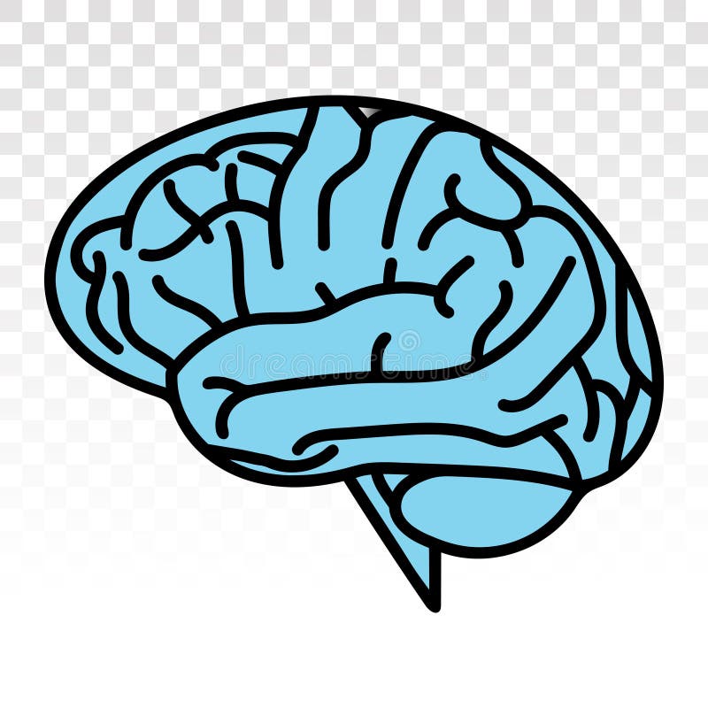 Human Brain or Mind Side View Line Art Vector Icon on a Transparent ...
