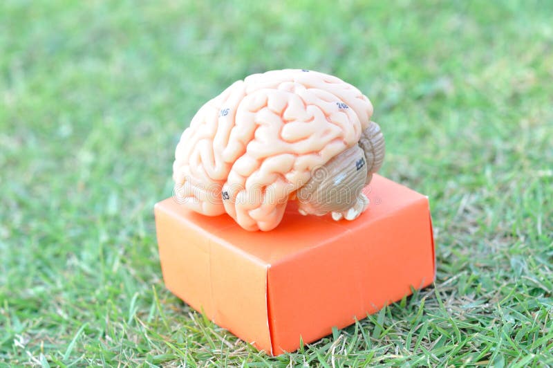 Cortex Box Photos - Free & Royalty-Free Stock Photos from Dreamstime