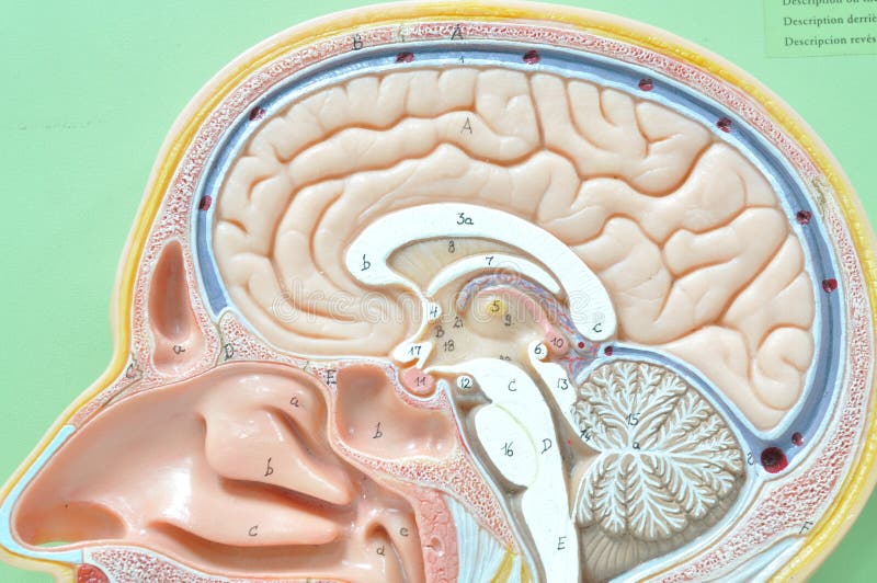 Human brain model stock photo. Image of mind, medulla - 48838750