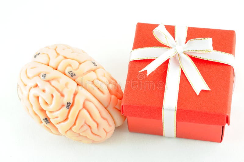 Human brain model stock image. Image of intelligence - 49043759
