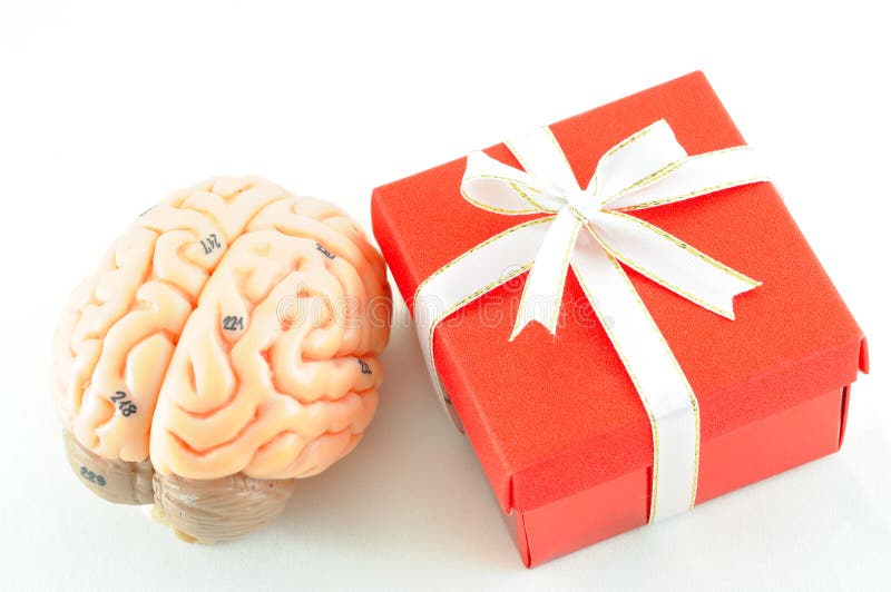 Human brain model stock photo. Image of intellectual - 49043792