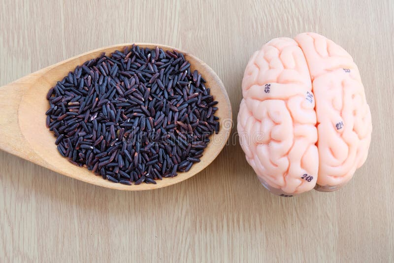 Human brain model stock photo. Image of cerebral, genius - 53365102