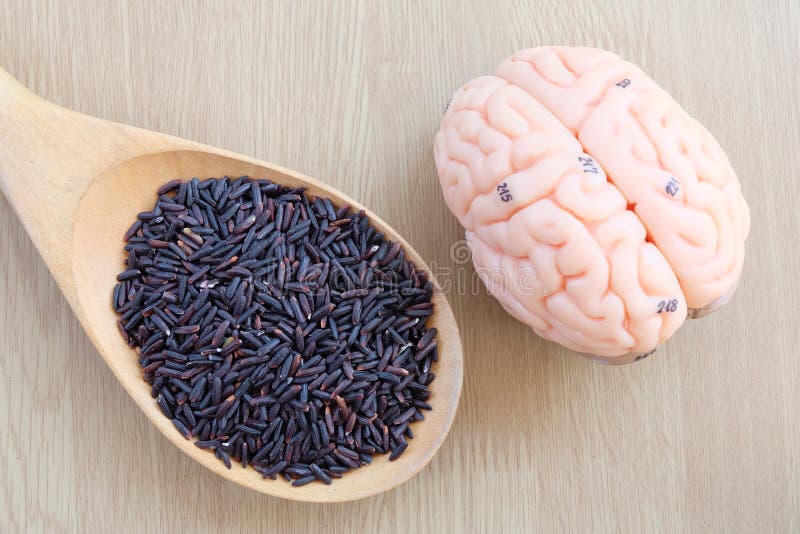 Human brain model stock photo. Image of anatomical, anatomy - 53365104