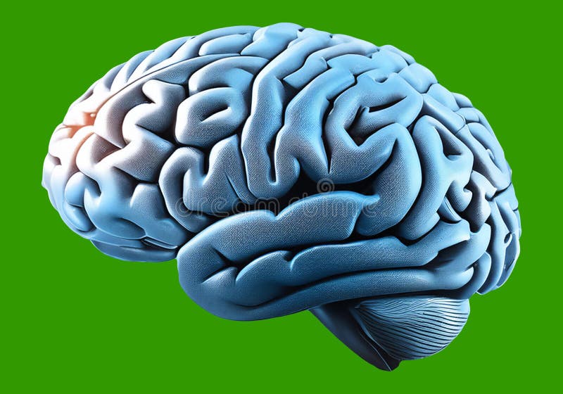 Human Brain Model on a Circuit Board Stock Illustration - Illustration ...