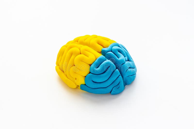 Clay Model of Human Brain. Mental Health Bckground, Top View Stock ...