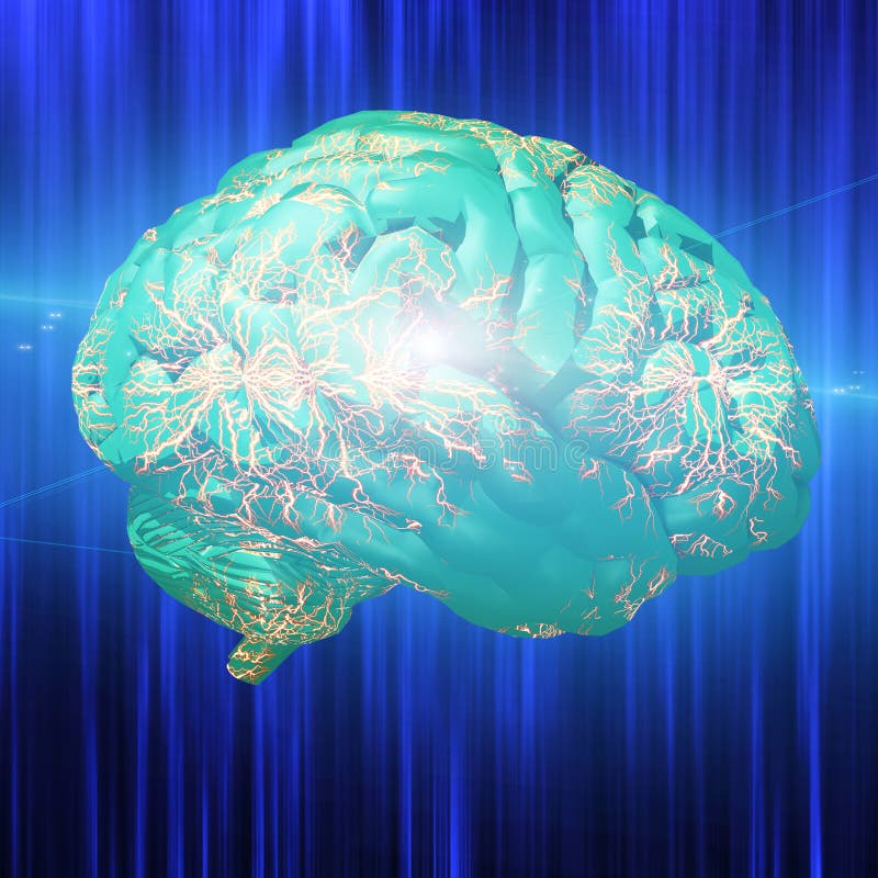 Human brain model stock illustration. Illustration of knowledge - 257973068