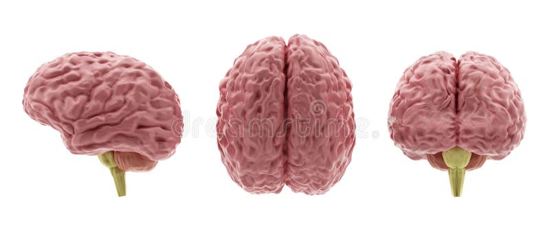 Human Brain Model from Different Sides Stock Illustration ...