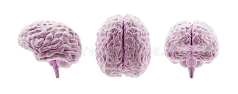 Human Brain Model from Different Sides Stock Photo - Illustration of ...