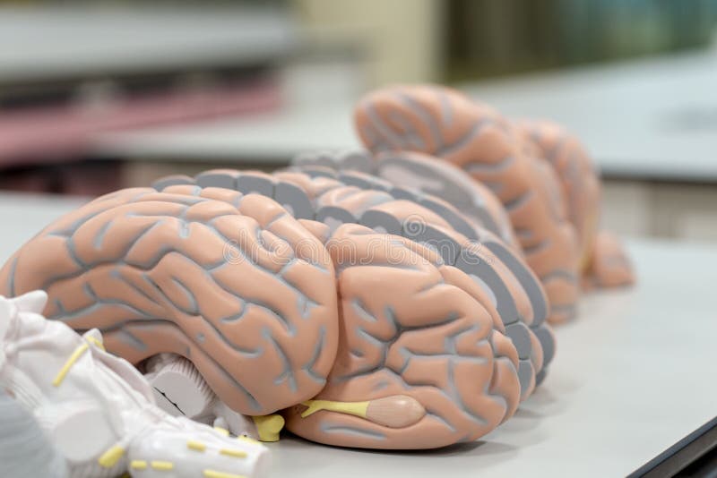 101 Brain Model Torso Stock Photos - Free & Royalty-Free Stock Photos ...