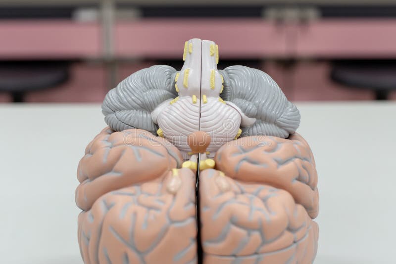 Human Brain Model for Education Stock Photo - Image of cerebral ...