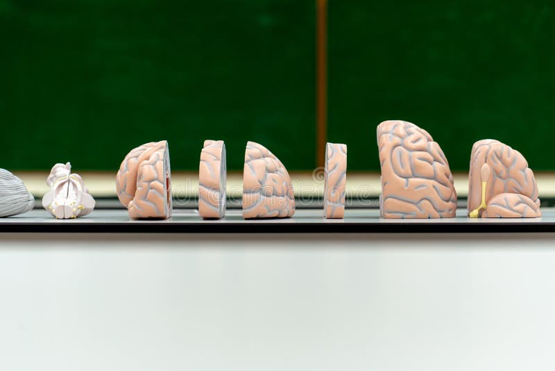 Human Brain Model for Education. Stock Photo - Image of anatomy, care ...