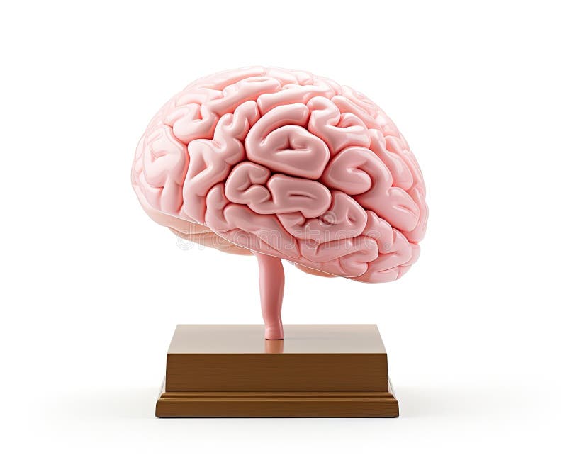 A human brain model stock illustration. Illustration of brain - 306561956
