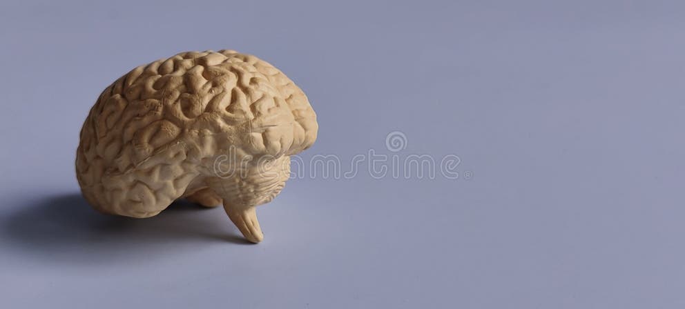 Human Brain Model Isolated on Blue Background with Copy Space ...