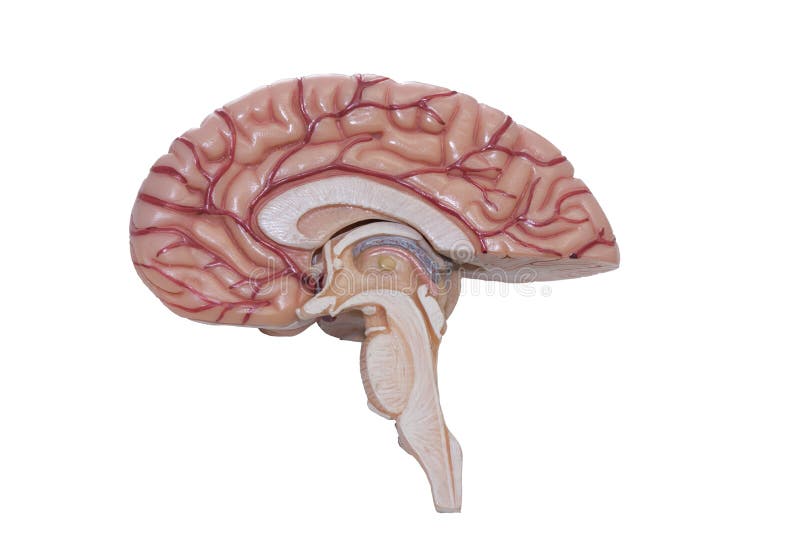156 Brain Side View Anatomy Stock Photos - Free & Royalty-Free Stock ...