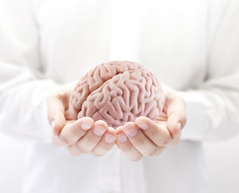 Brain Hands Stock Photos - Download 3,110 Royalty Free Photos