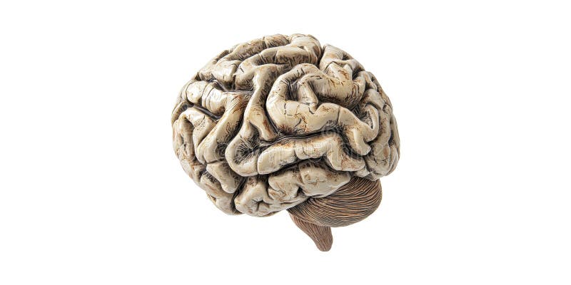 Human Brain Model. Neuroscience and Cognitive Function Representation ...