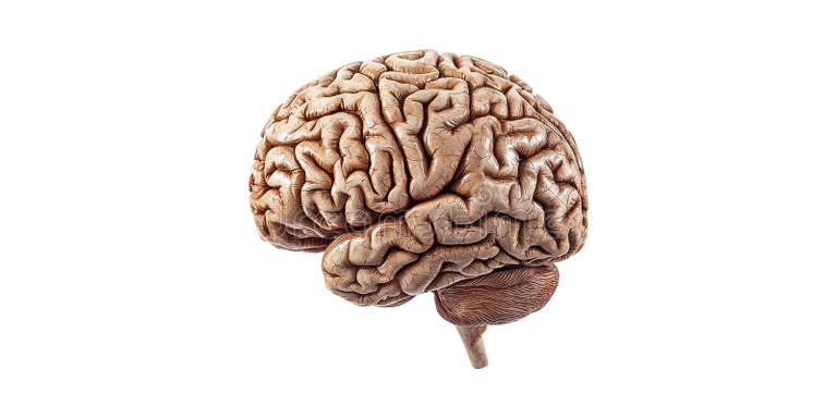 Human Brain Model. Neuroscience and Cognitive Function Representation ...
