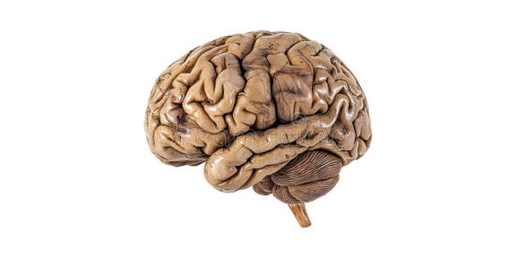 Human Brain Model. Neuroscience and Cognitive Function Representation ...