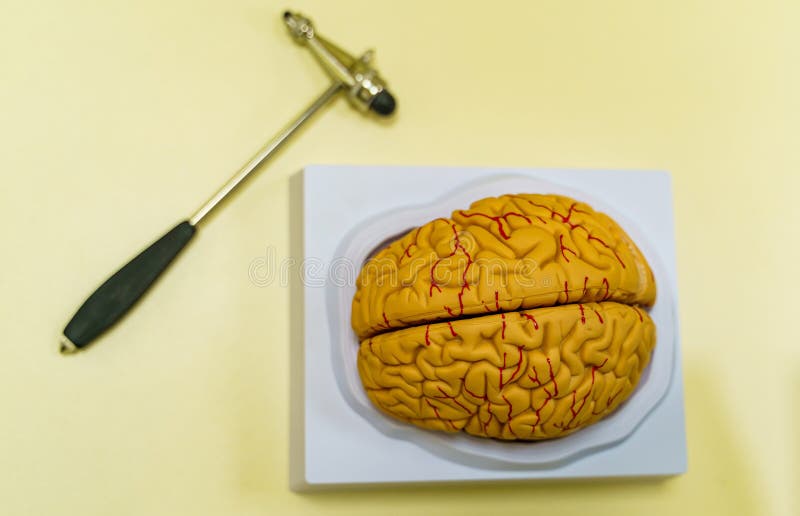 Human Brain Model on the Table. Brain Human Anatomy. 3d Rendering ...