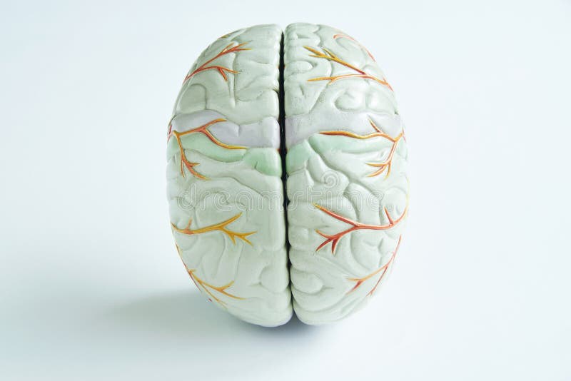 Human Brain Model on White Background Stock Photo - Image of brain ...