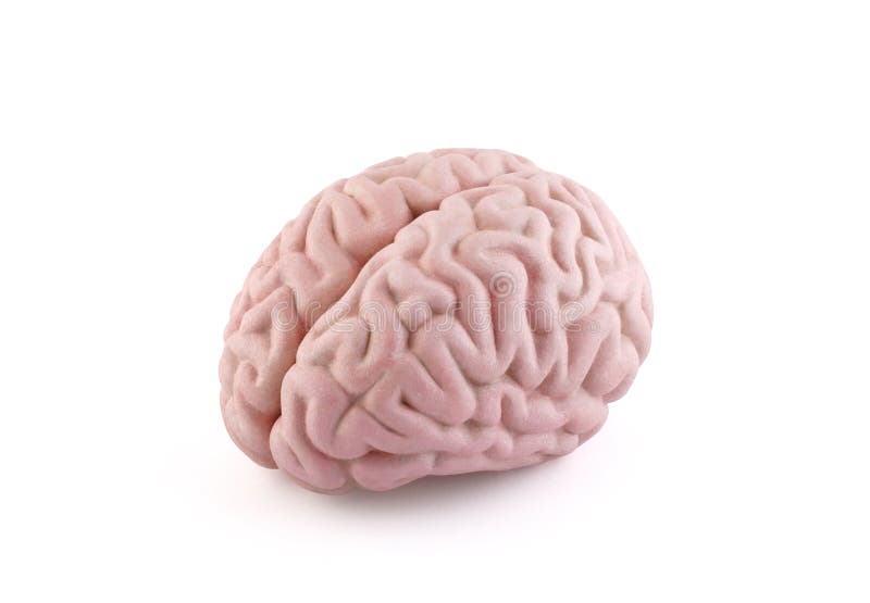 Human Brain on Hand Isolated on White Background Stock Image - Image of ...