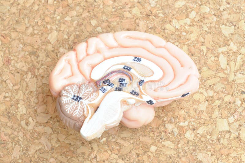 286 Ancient Brain Anatomy Stock Photos - Free & Royalty-Free Stock ...