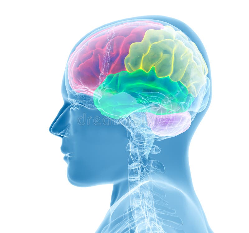 3d Head Wireframe Vector. Drawing of Wireframe Head 3d Model. Vector ...