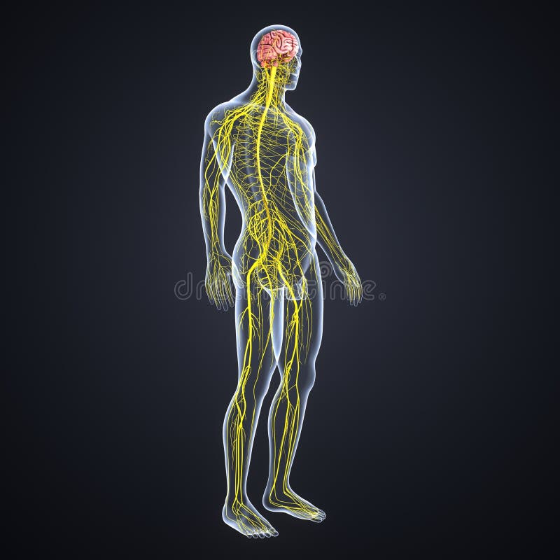 Human Brain with Nerves with Transparent Body in Prospective View Stock ...