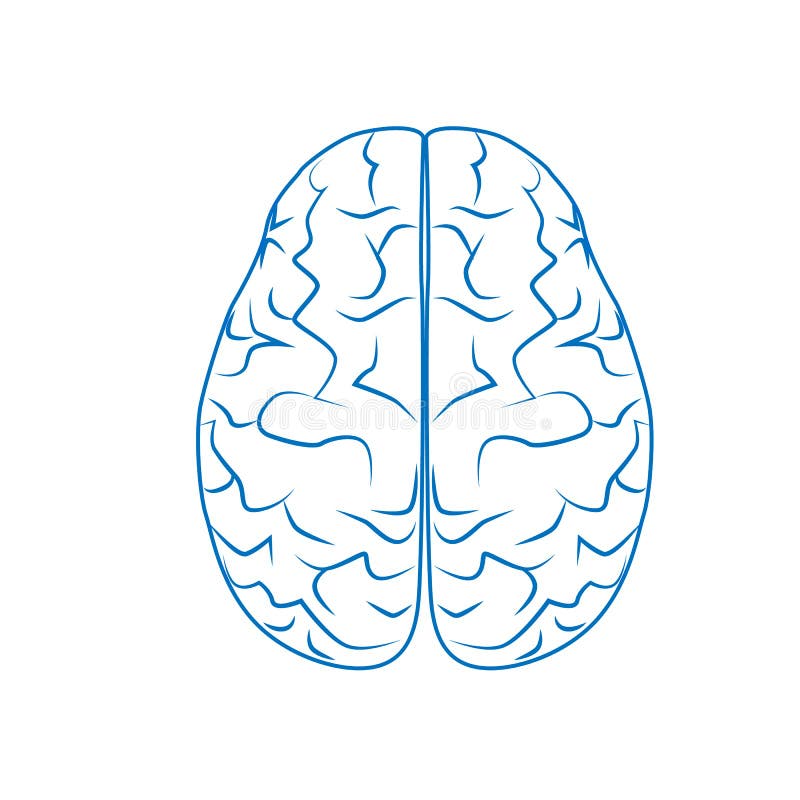 Human Brain, Nervous System. Internal Human Organs. Linear Vector ...
