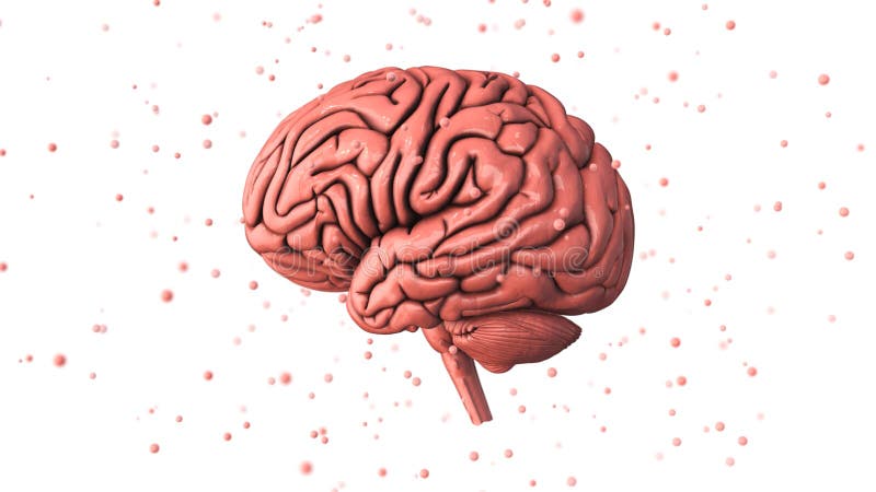 Human Brain and Its Capabilities Stock Illustration - Illustration of ...