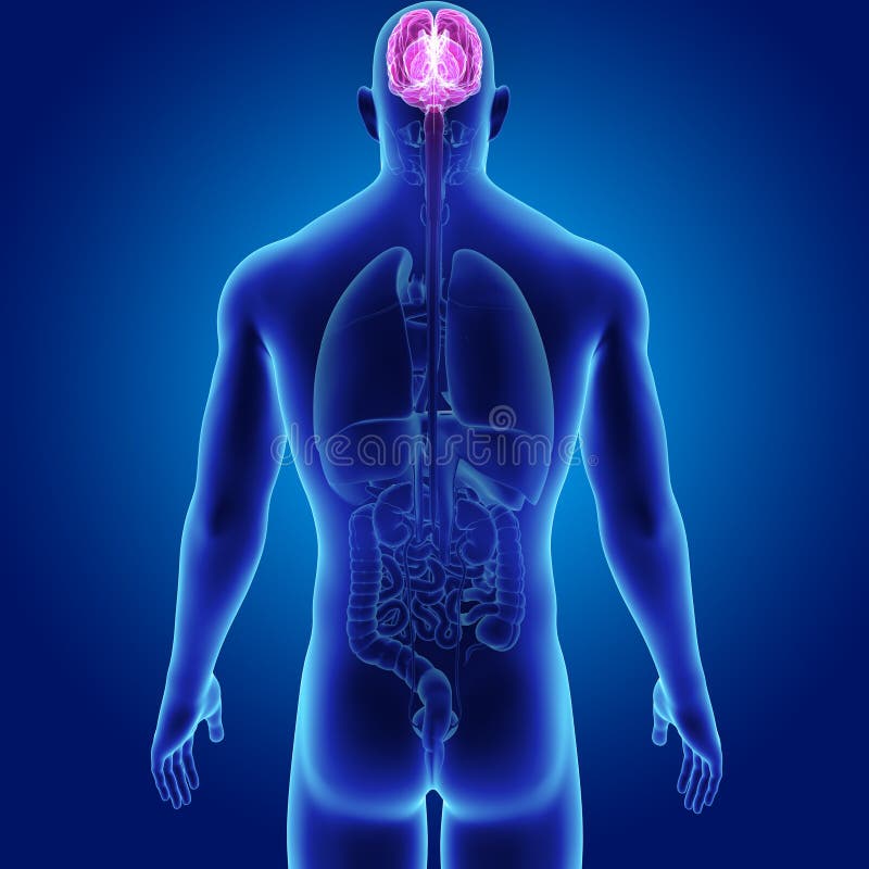 Human Brain with Organs Posterior View Stock Illustration ...
