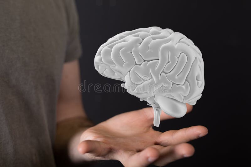 Human brain over a hand stock photo. Image of brain - 262353856
