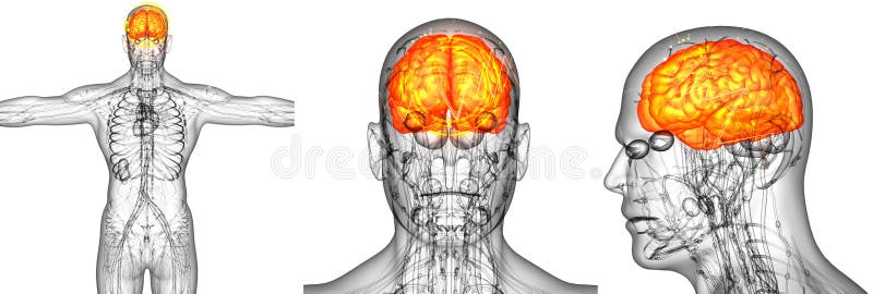 Human brain pain stock illustration. Illustration of intelligence ...