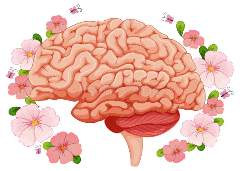 Human Brain Flowers Stock Illustrations – 258 Human Brain Flowers Stock ... Human Brain Flowers Stock Illustrations – 258 Human Brain Flowers Stock ...