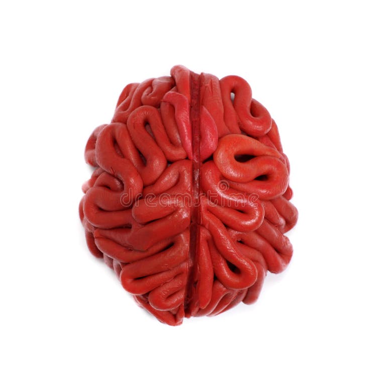 Human Brain, Plasticine Model Isolated on White Stock Photo - Image of ...