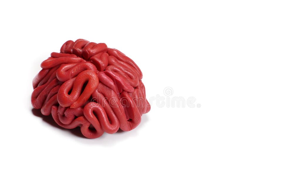Human Brain, Plasticine Model Isolated on White Stock Image - Image of ...