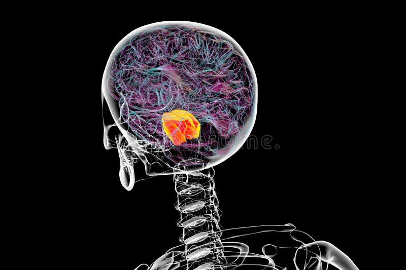 Human Brain with the Pons Highlighted in Orange, 3D Illustration Stock ...