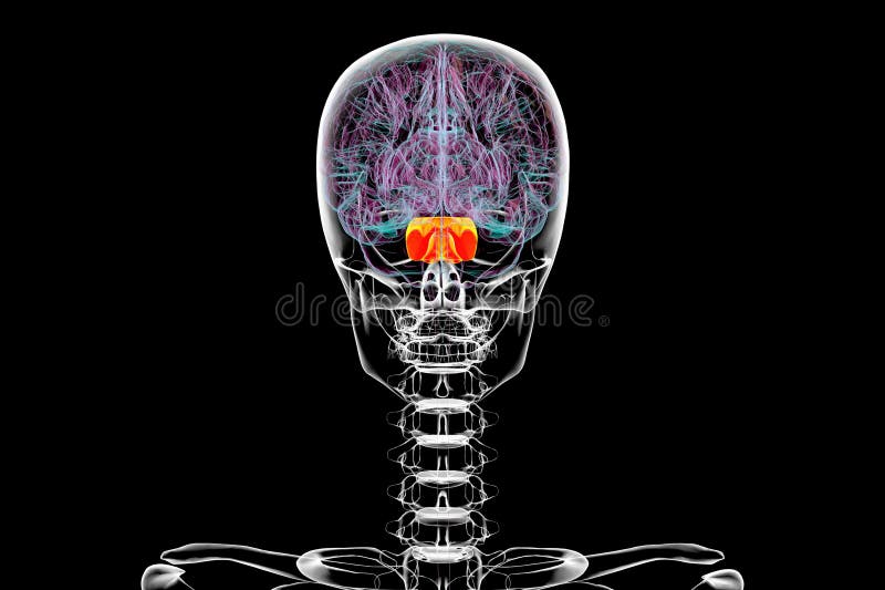 Human Brain with the Pons Highlighted in Orange, 3D Illustration Stock ...