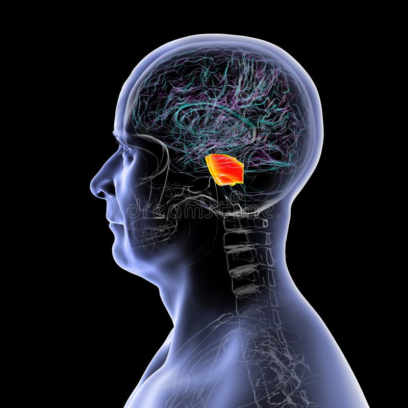 Human Breathing Line Outline Icon Stock Vector - Illustration of ...