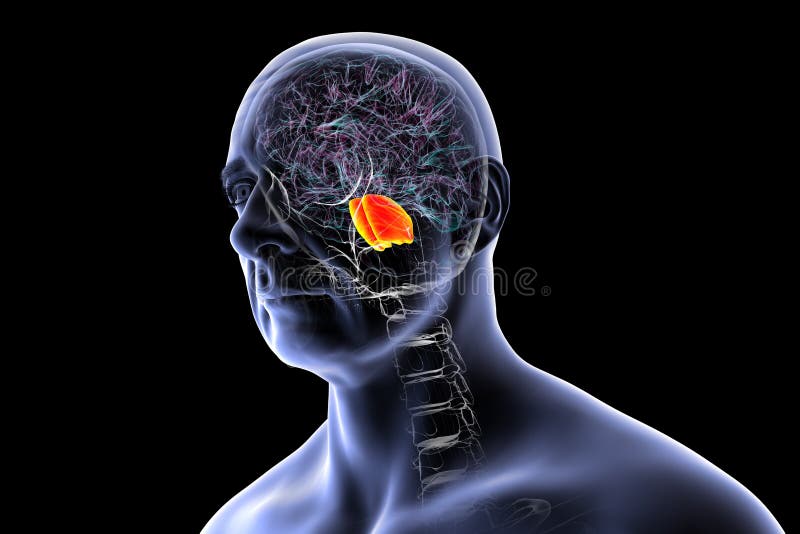 Pons Highlighted in Human Brain, 3D Illustration. Stock Illustration ...