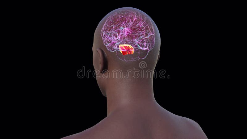 Human Brain with the Pons Highlighted in Red, 3D Animation Stock ...