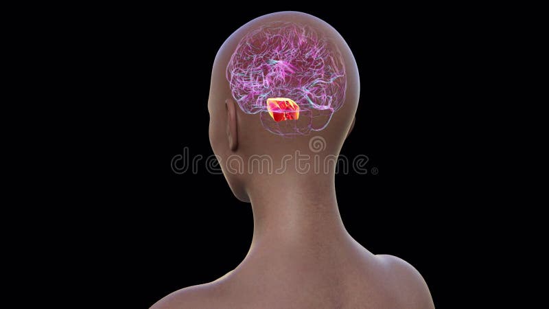 Human Brain with the Pons Highlighted in Red, 3D Animation Stock ...