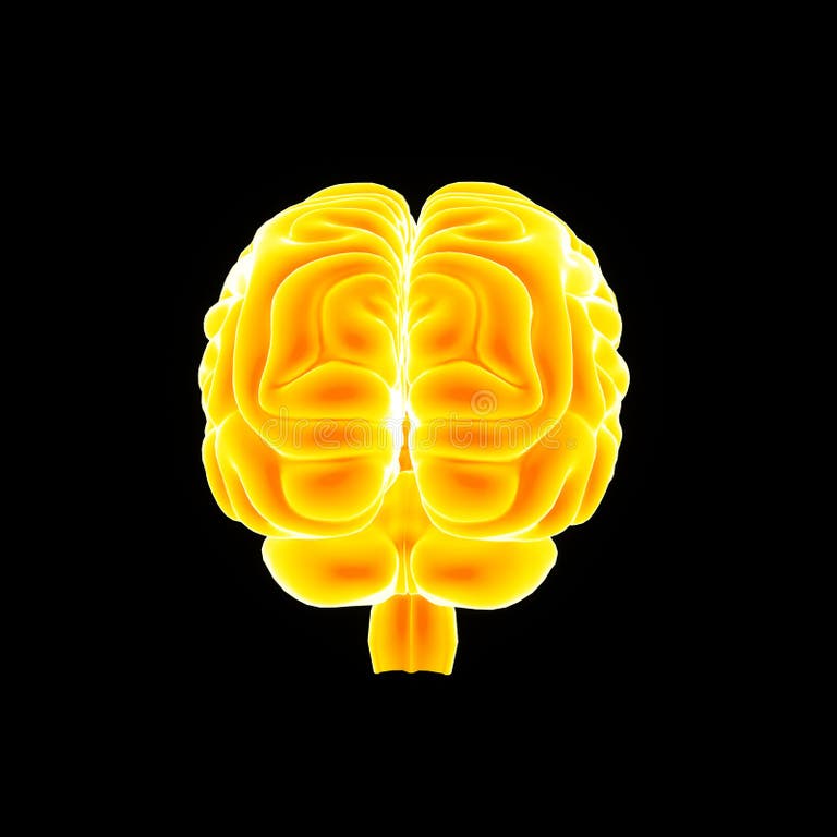 Posterior Cerebral Arteries Stock Illustrations – 68 Posterior Cerebral ...